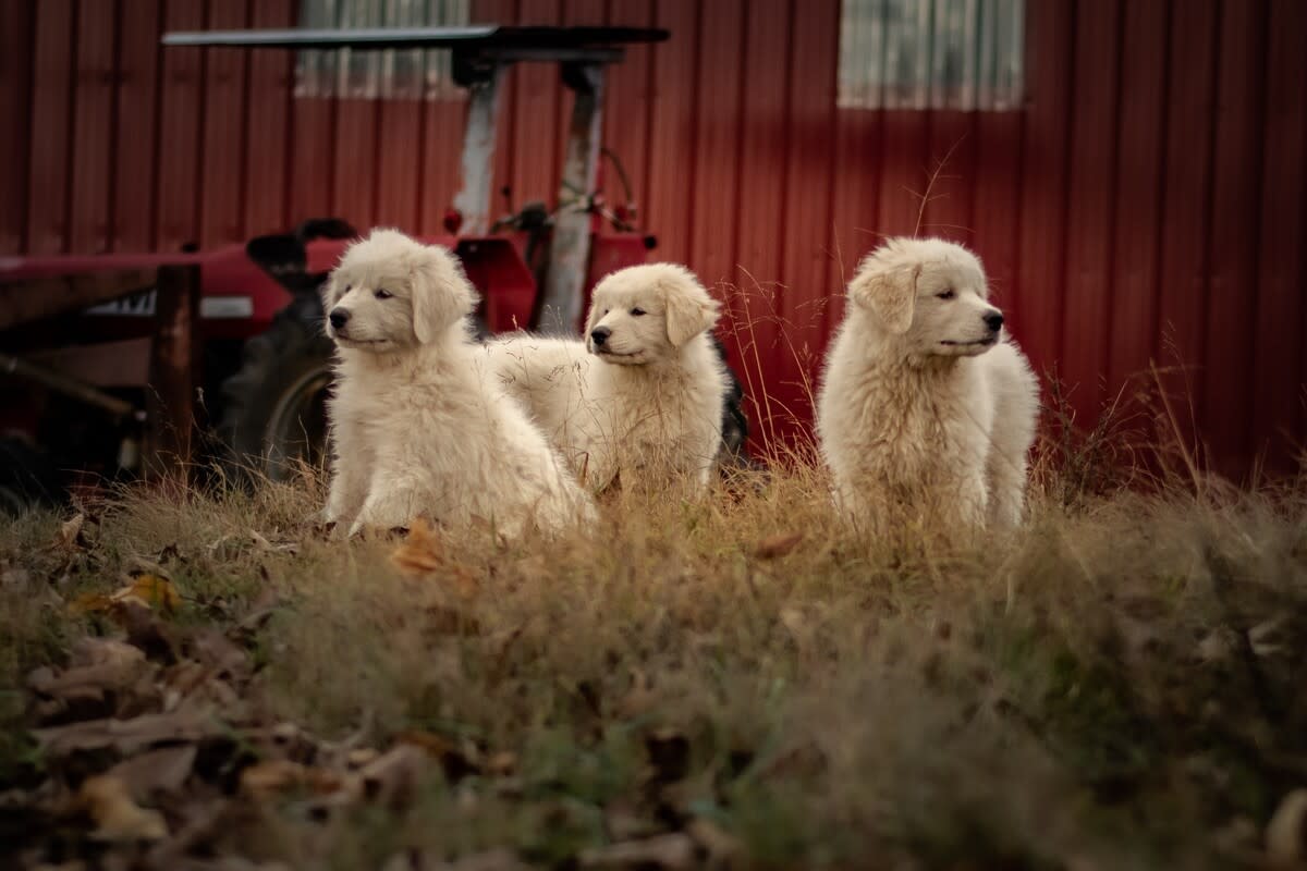 10 Great Pyrenees Puppies Think a Chicken Is Their Mom And It's Too Cute