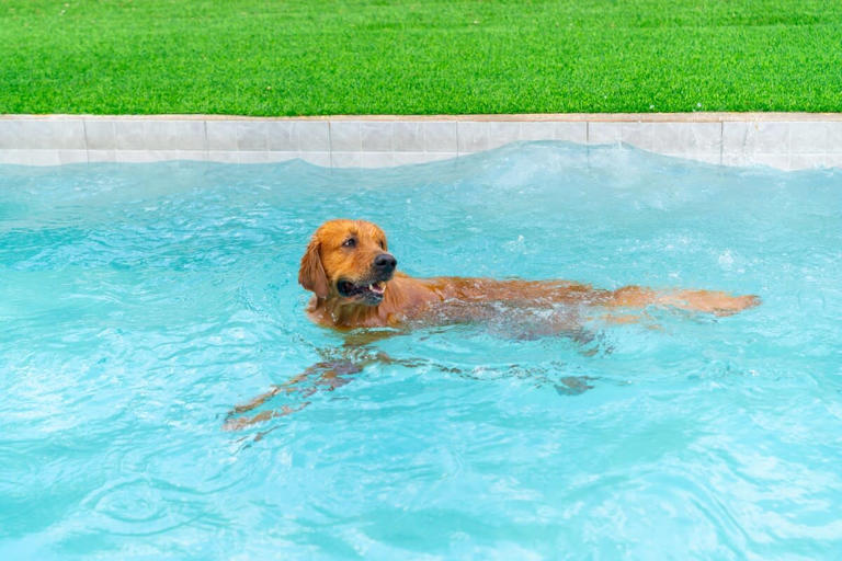 Senior Golden Retriever Enjoying His New Massive Swimming Pool Is Pure ...