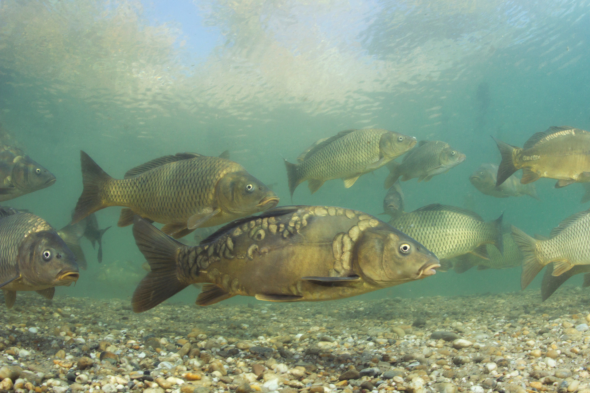 The freshwater animals at risk of extinction