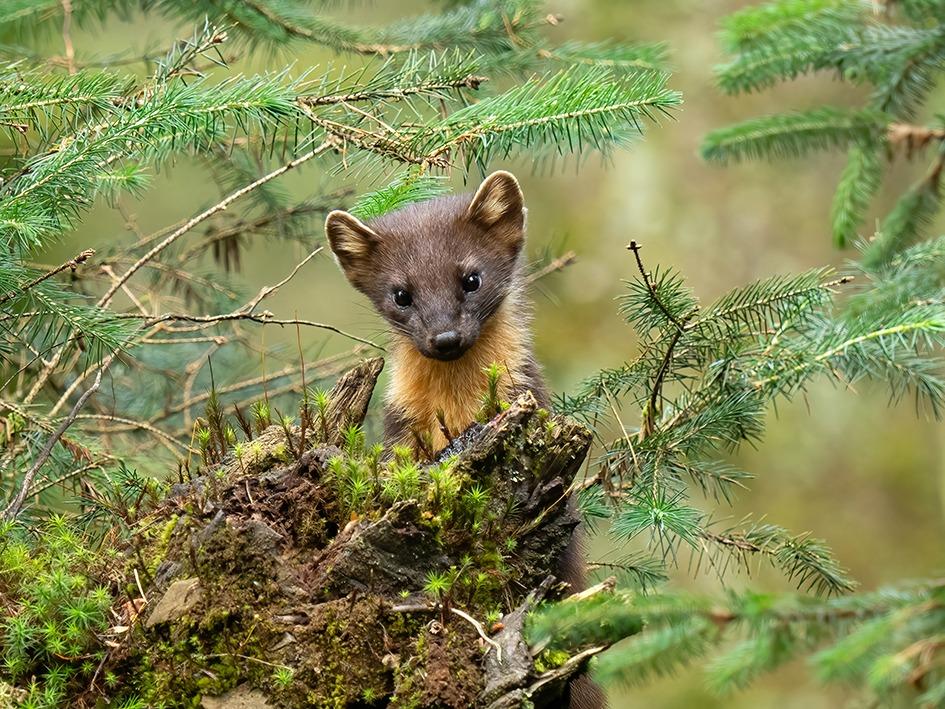 Pine marten haven opens at Wallington National Trust to support return ...
