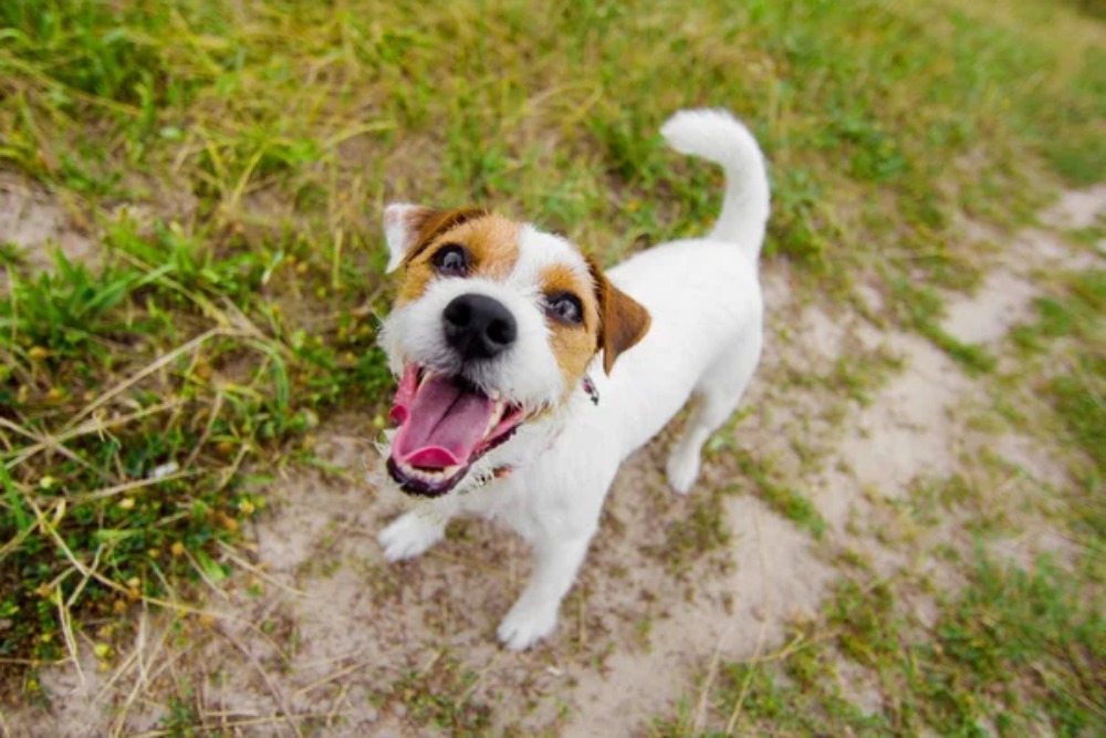15 Warning Signs Your Pet Needs a Vet