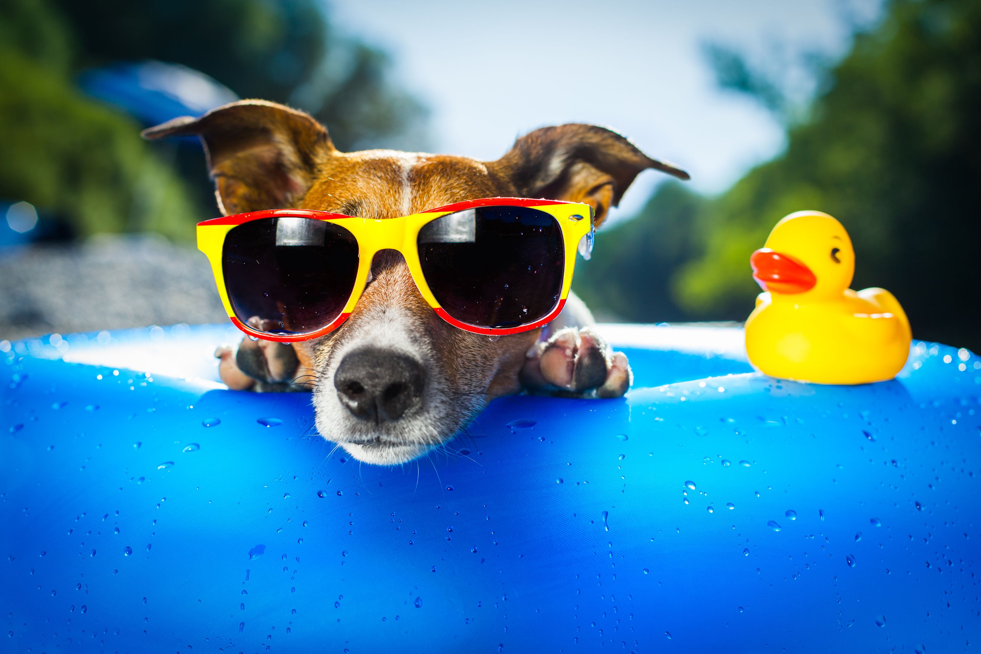 Can Dogs Get Sunburn? An expert vet explains all - including symptoms ...