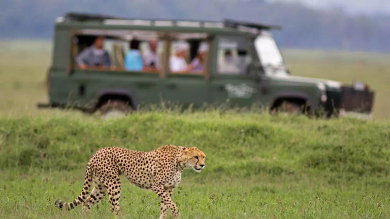 10 Jungle Safari mistakes that can turn deadly fast