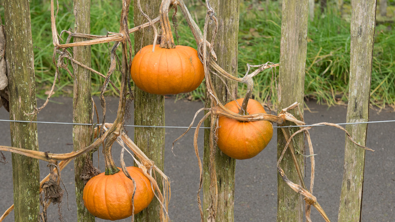 The 12 Best Pumpkin Varieties To Plant In Your Garden