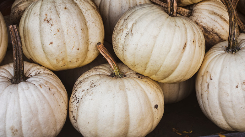 The 12 Best Pumpkin Varieties To Plant In Your Garden