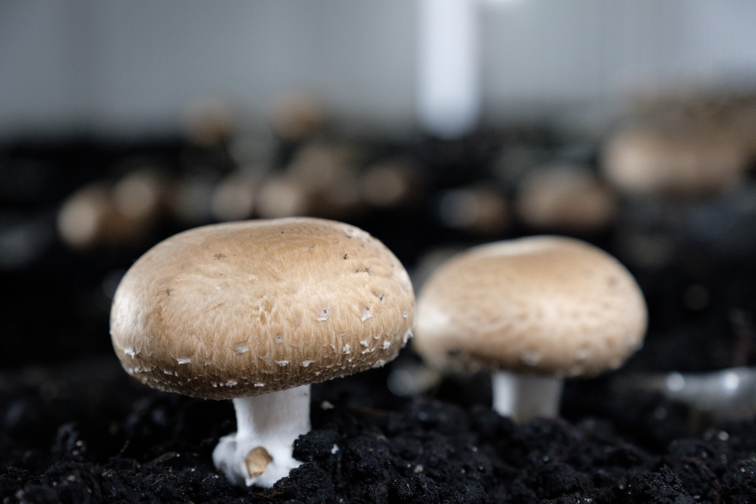 FDA issues highest risk Warning for mushroom recall