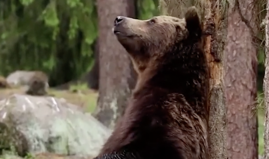 Playful Bears Captured Exploring Their Natural Habitat