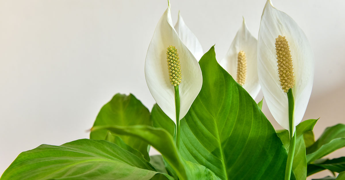 12 Gardening Tips For Growing Beautiful Peace Lily Blooms