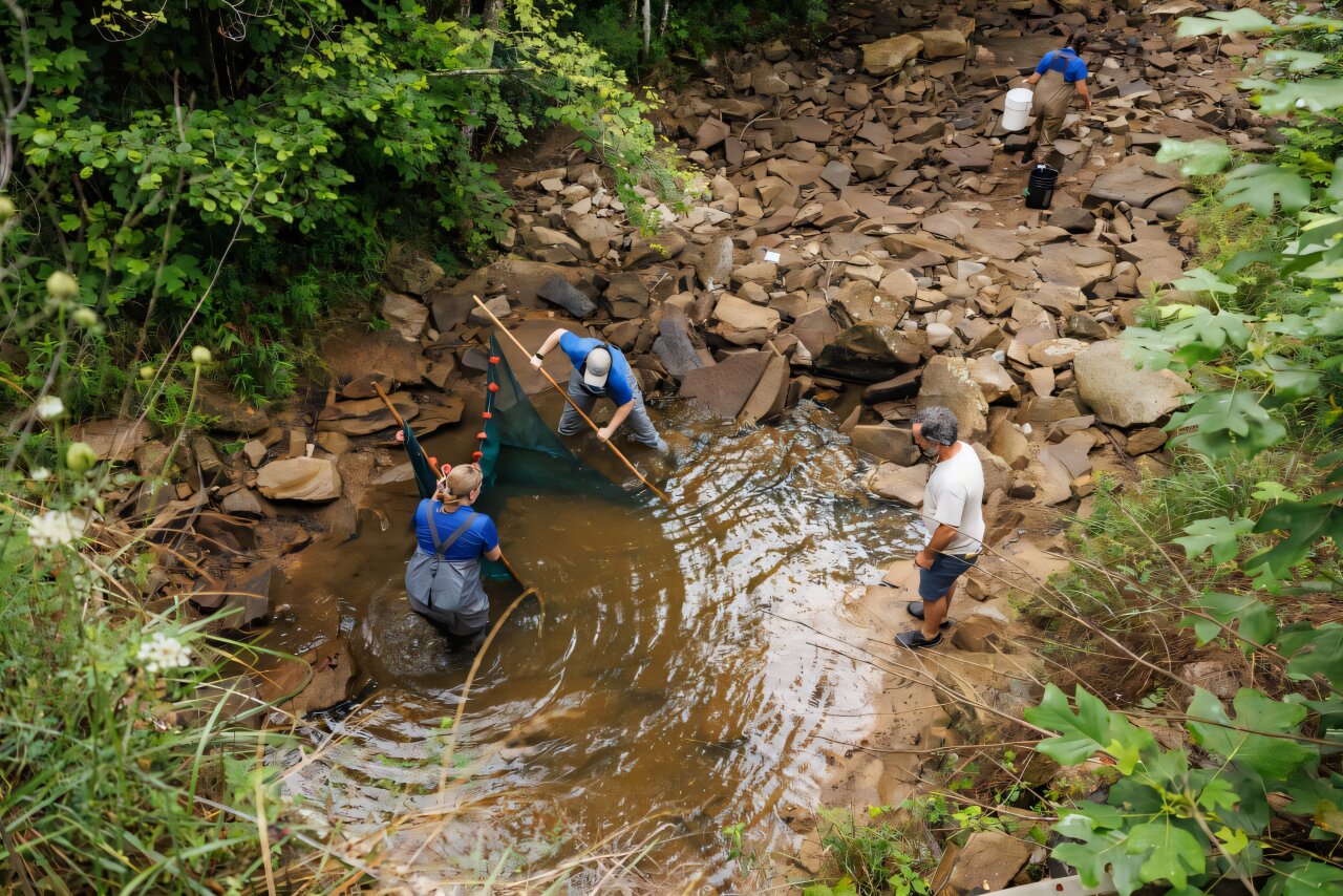 Endangered minnow rallies conservationists in race to save laurel dace