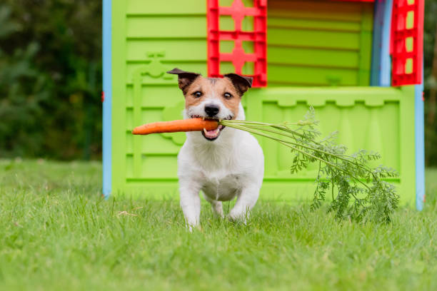 6 Gemüse, die sicher für Hunde zu essen sind