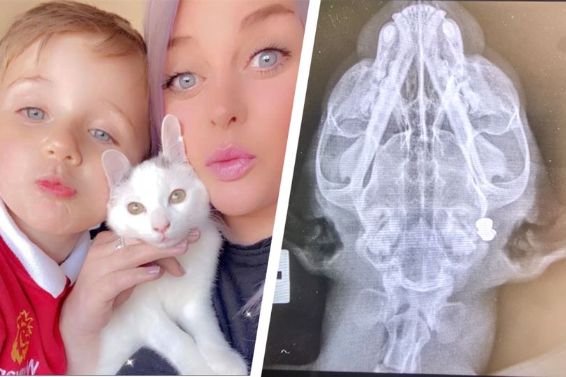 Cat shot in head with air rifle dies leaving family devastated as mum ...
