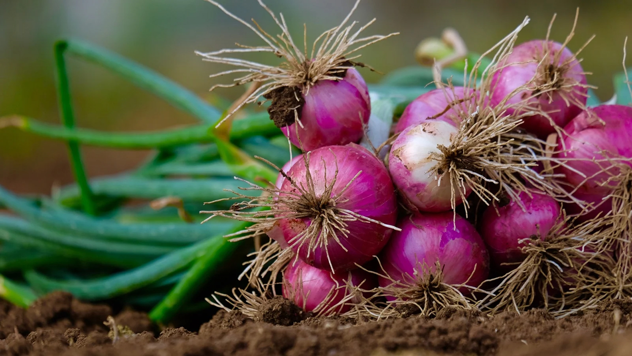 9 Successful Gardening Tips For Growing High Yields Of Red Onions
