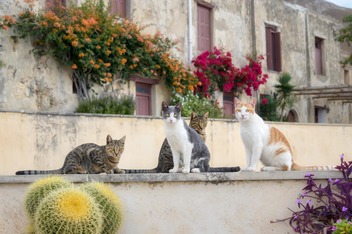 Kreta: Eine Katze wird zur Touristenattraktion – immer mehr Urlauber ...