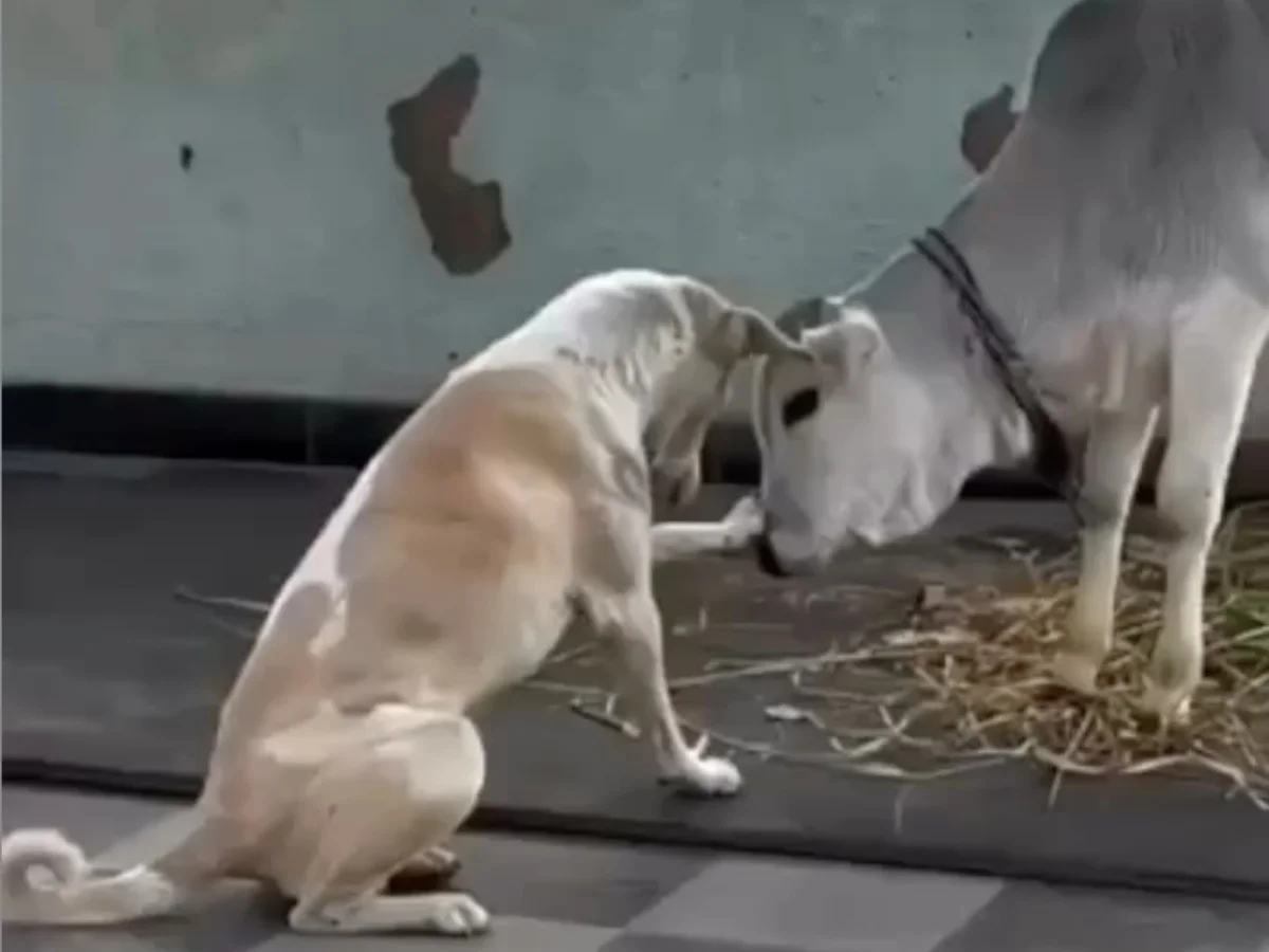 Cachorro e bezerro trocam carinhos e vídeo fofo encanta internautas