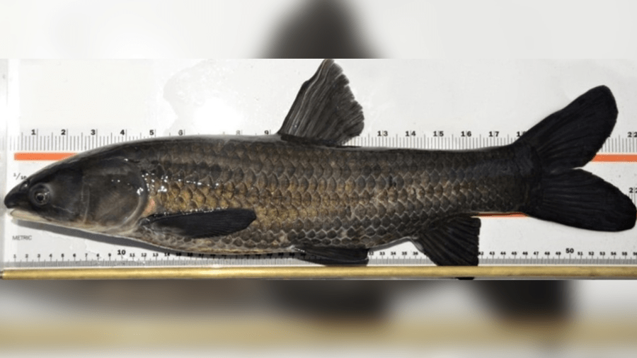 Illinois could pay you $1,000 per month to catch invasive black carp