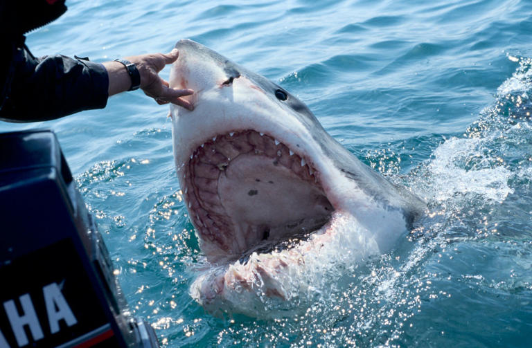 Seven thrilling shows to sink into for Shark Week