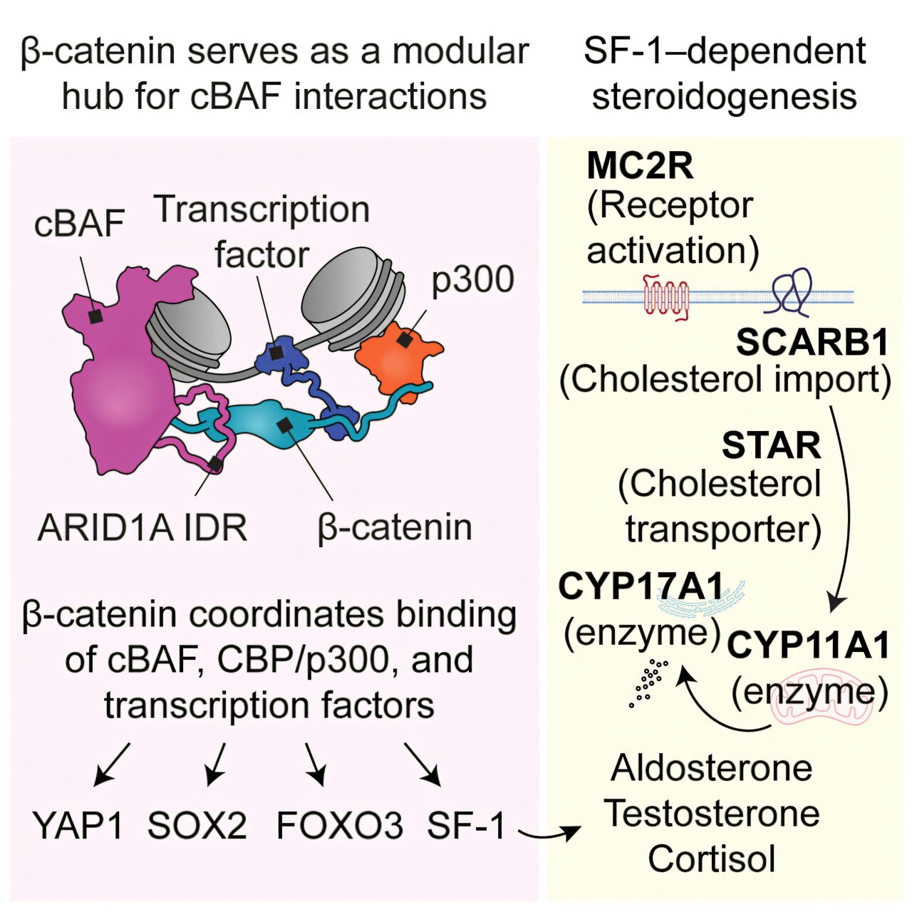 Structured 'bridge' protein links disordered gene regulators to control ...