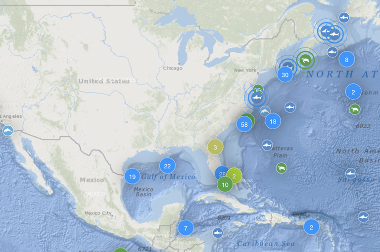 Map shows where sharks have been seen off Cape Cod this summer