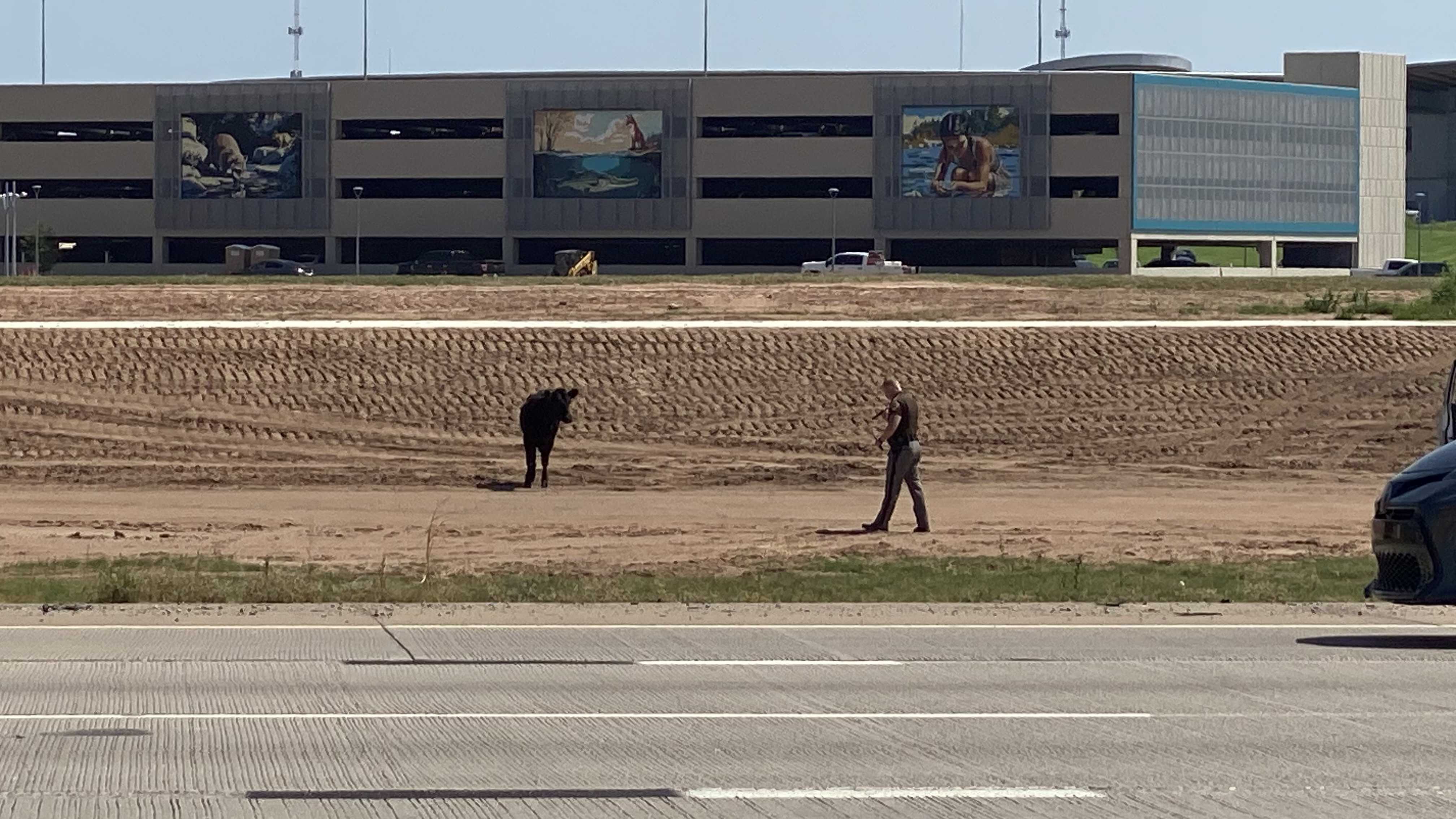 OHP: Loose cow euthanized after causing traffic backup on westbound I ...