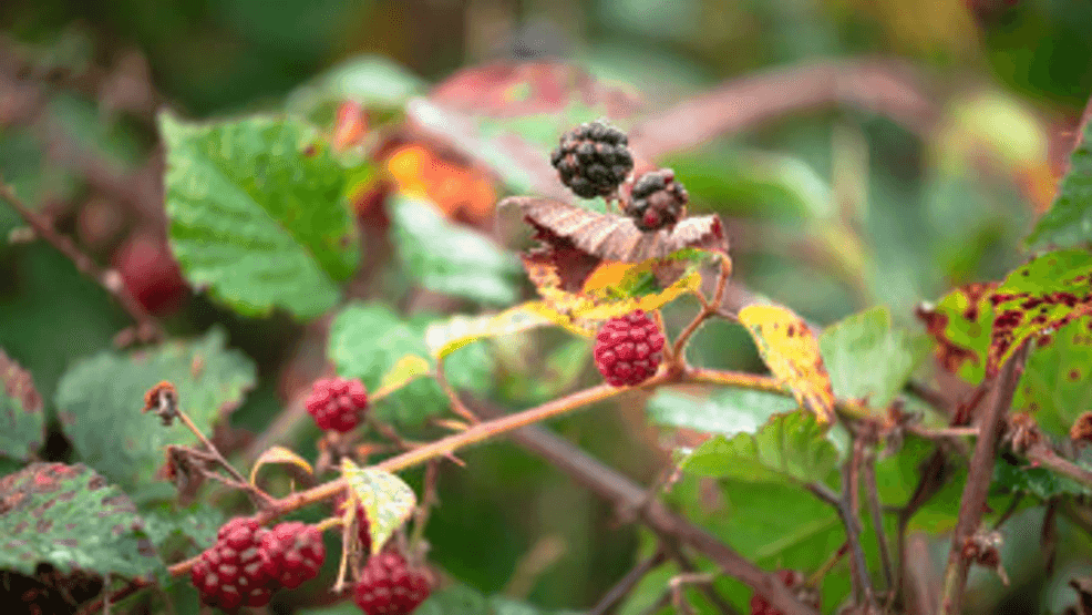 Foraging and you-pick farms offer fresh berries in Missouri