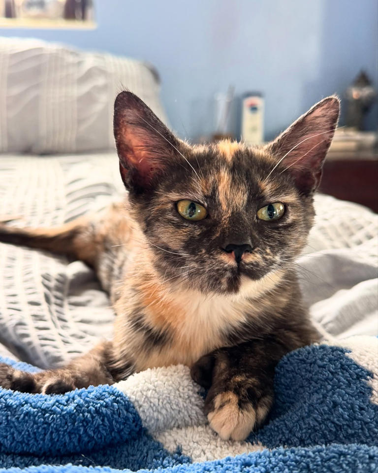 Top Tips for Preparing to be A First Time Cat Parent