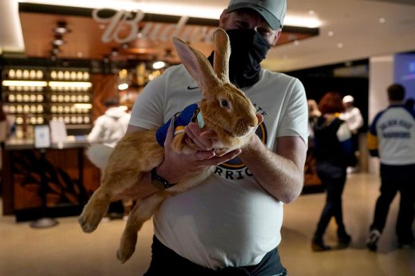 Beloved ballpark therapy bunny, Alex The Great, dies
