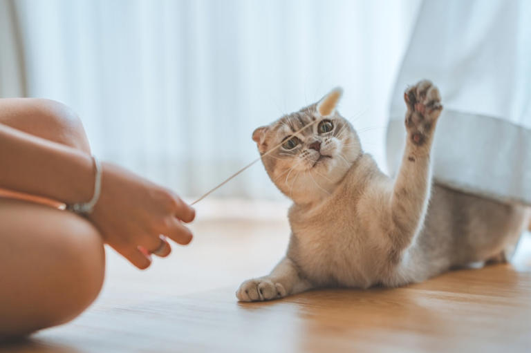 Woman Shares Genius Cat Enrichment Activity That Won’t Cost You a Penny