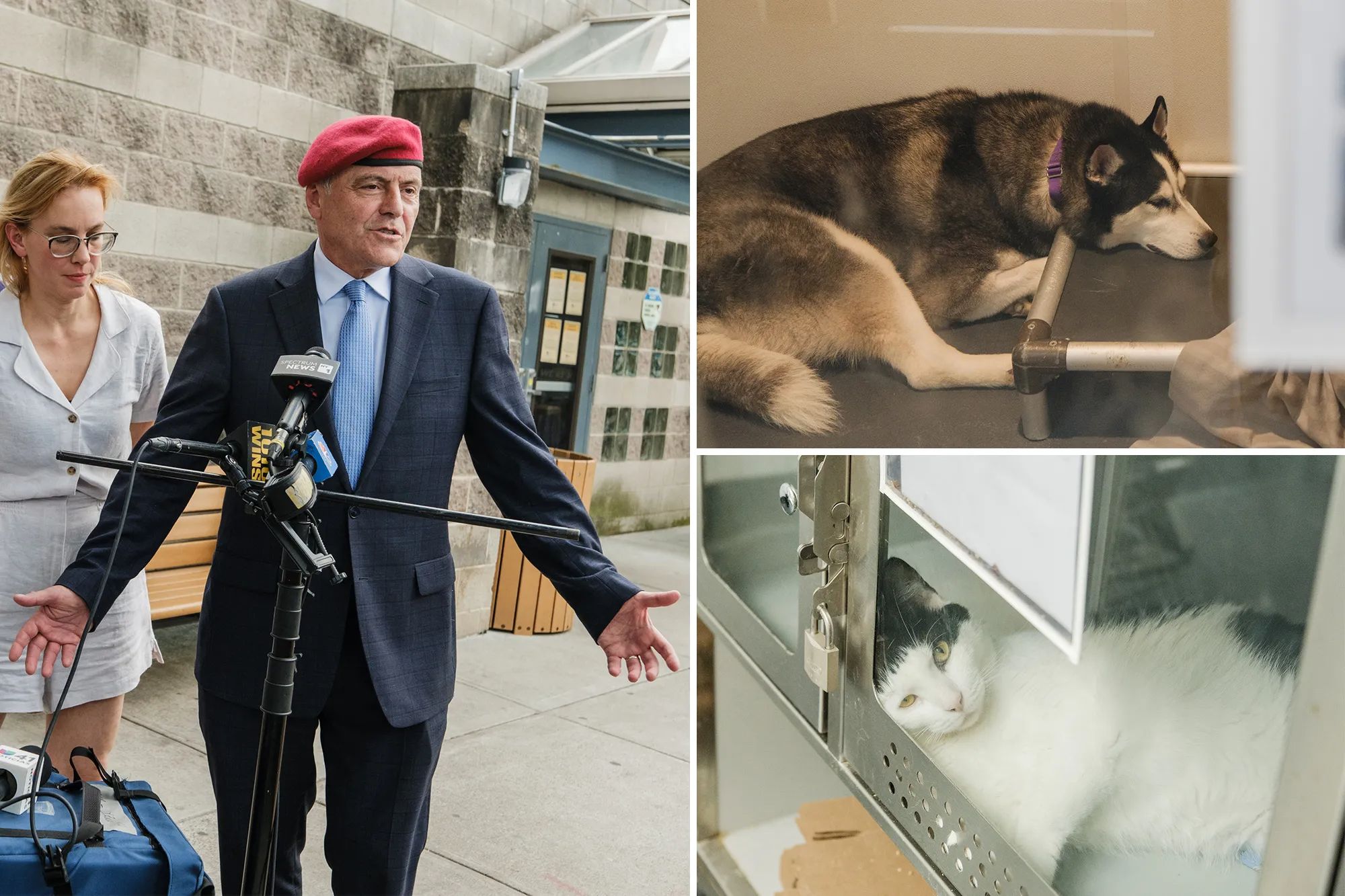Problem-plagued NYC animal shelters suspend intake of dogs and cats due ...