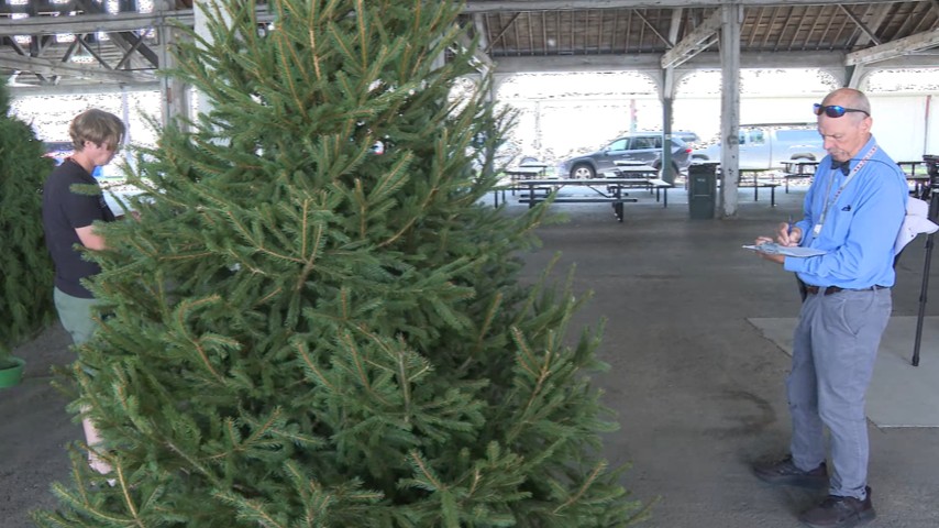 Judging Christmas trees at the Ohio State Fairgrounds