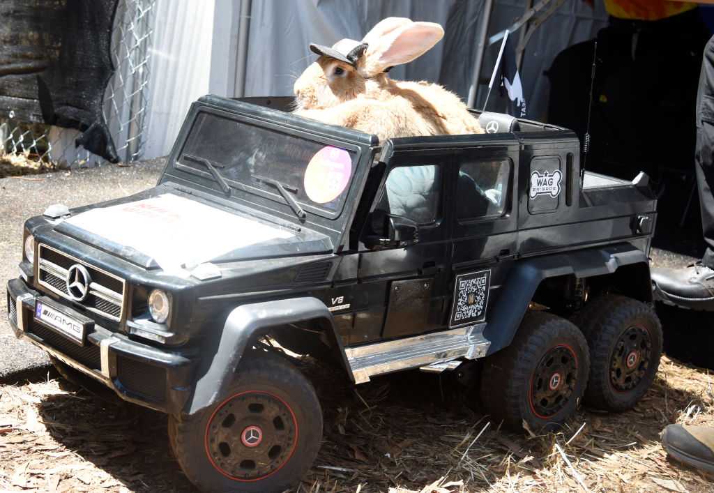 Beloved SF Giants' 29-pound therapy rabbit dies after a battle with cancer