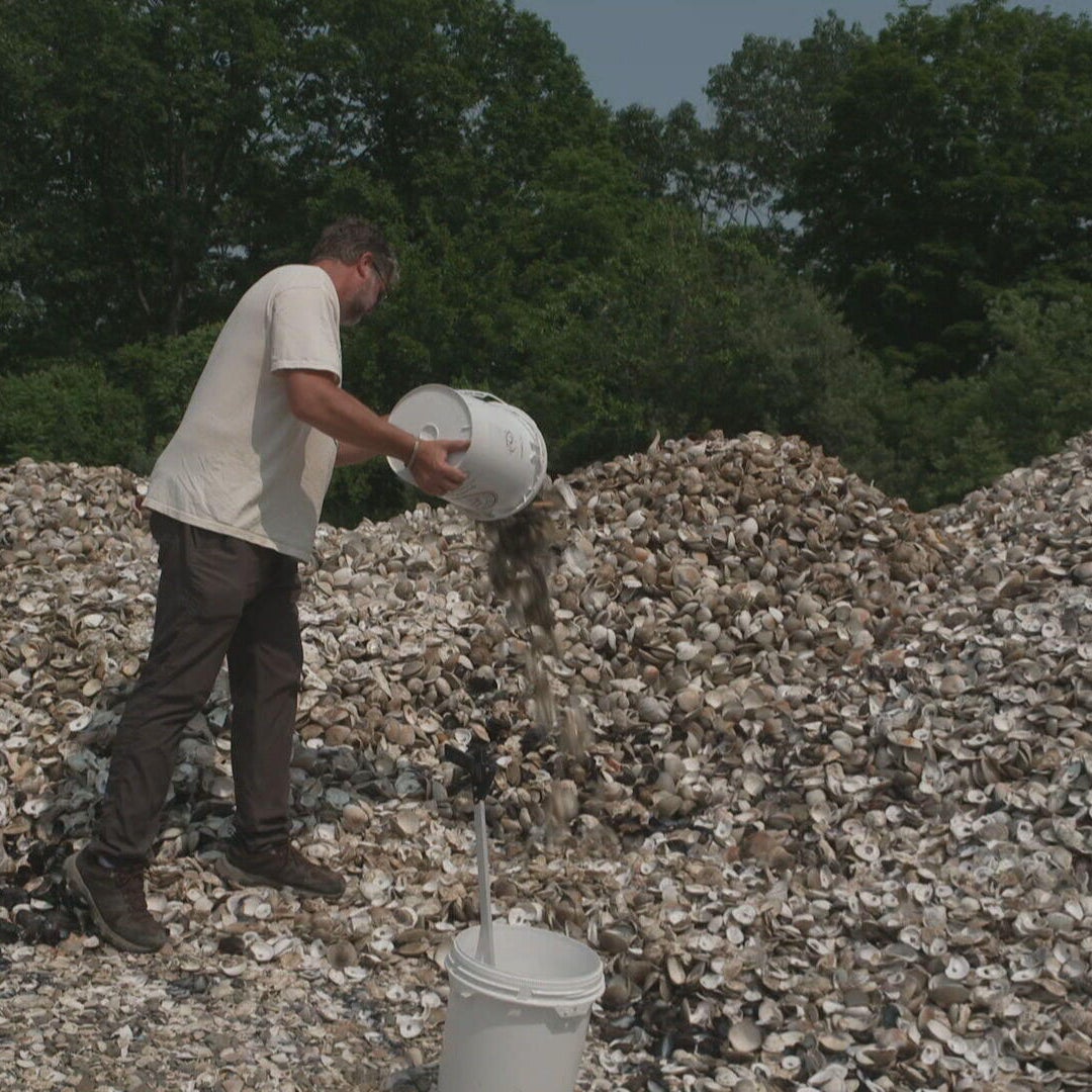 Used oyster shells dumped into water to help restore ecosystem