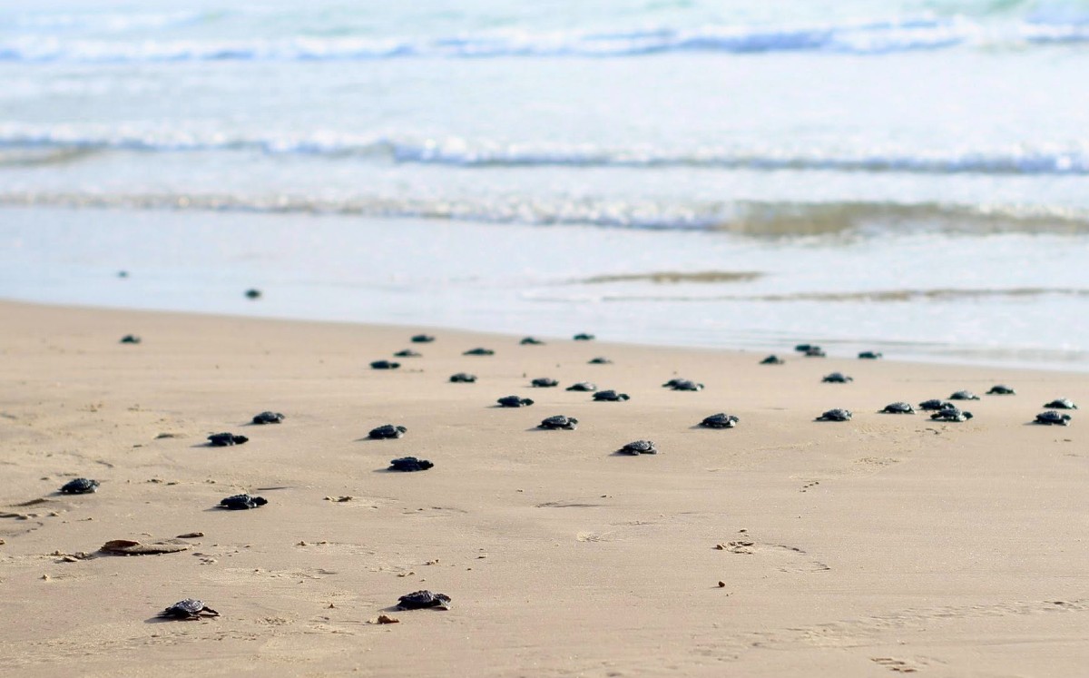 Liberan 144 mil tortugas lora en playas de Tamaulipas