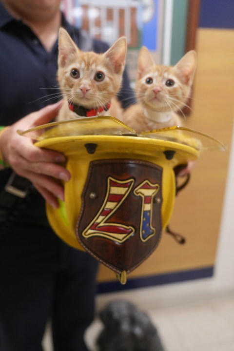 PHOTOS: Chesterfield firefighters help kittens find fur-ever homes