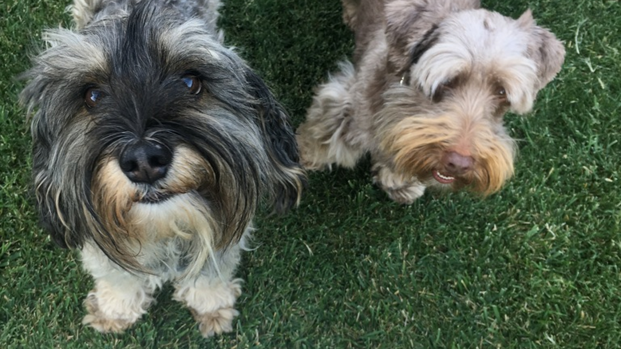 Día del perro: Crece en Chile la tendencia de alimentarlos y cuidarlos ...