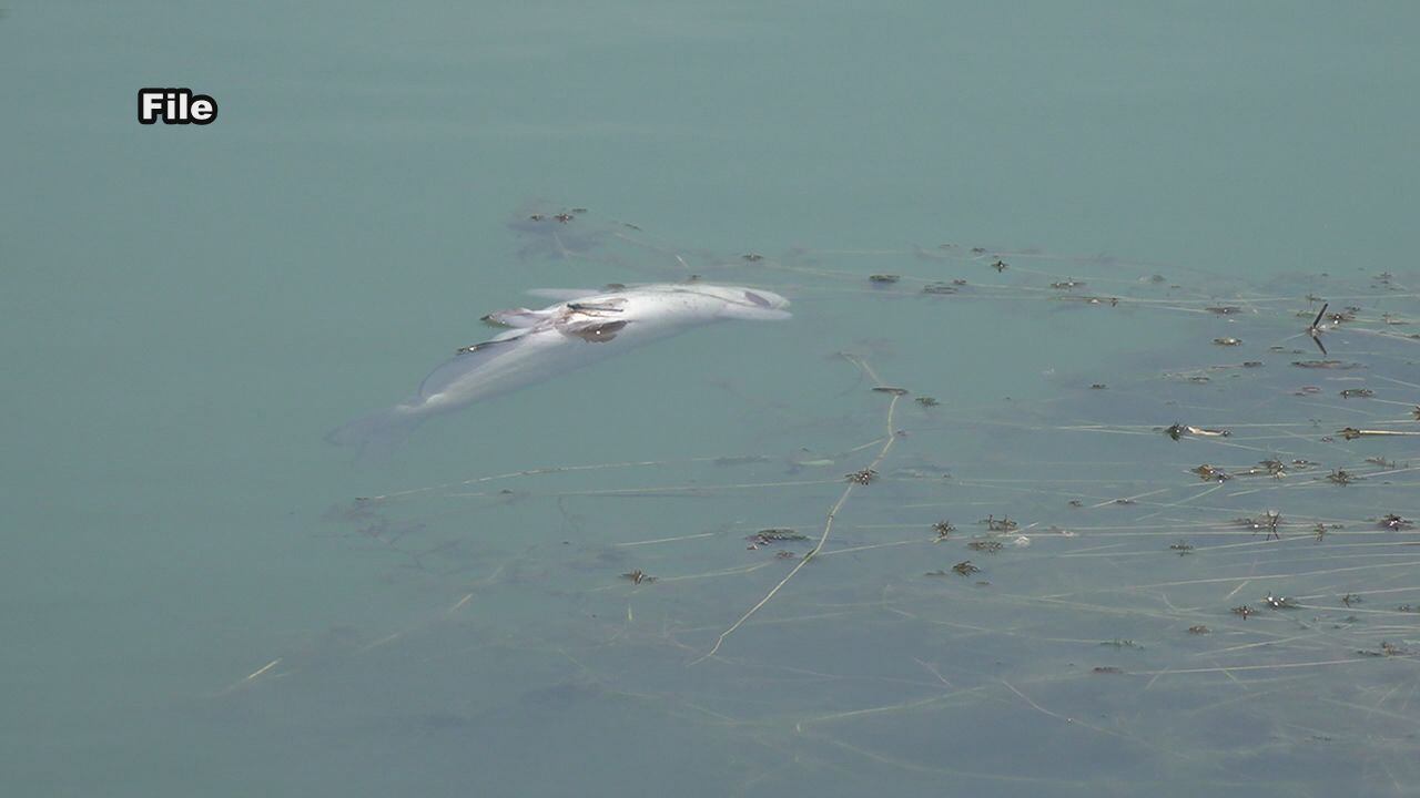 Algal bloom confirmed after additional tests at Memorial Park