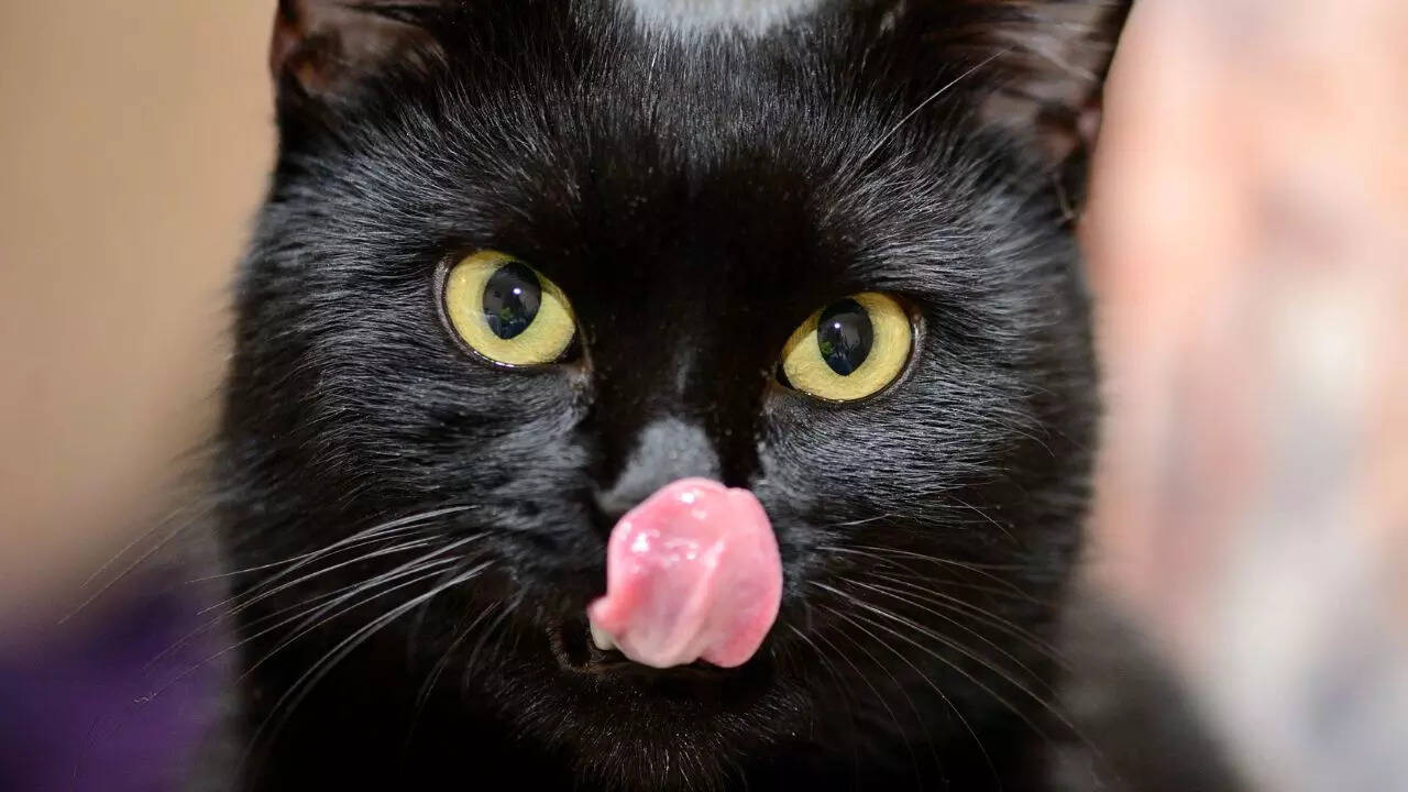 6 animals believed to bring misfortune across cultures