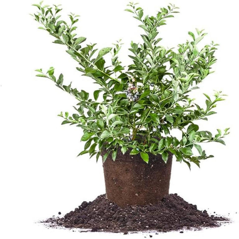 Martha Stewart's inspiring blueberry patch proves it's the ultimate ...