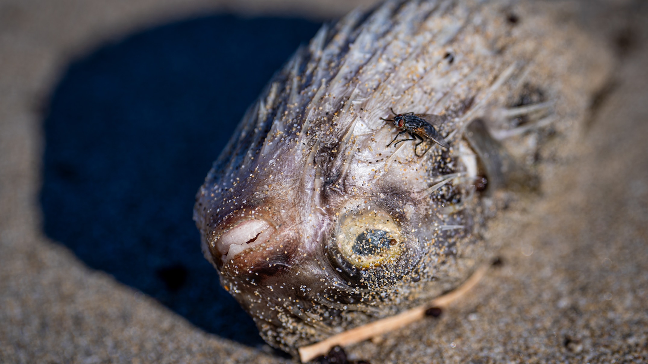 Where should the funding to deal with SA's toxic algal bloom be spent?