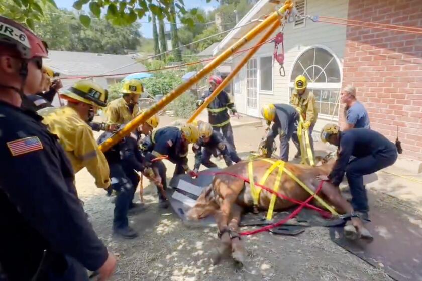 Watch: SoCal firefighters save the life of Eli, a colicky mule