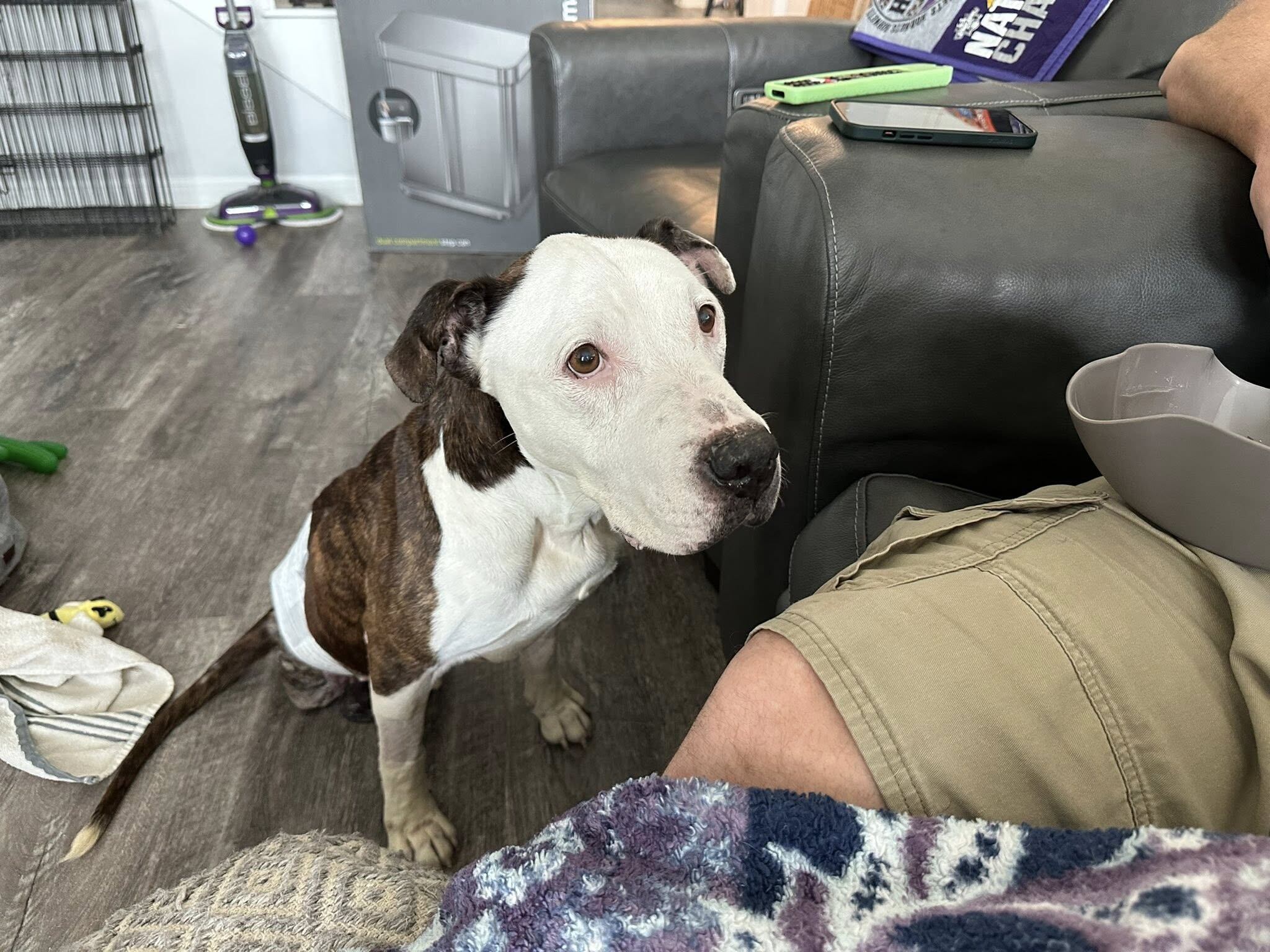 ‘He was very broken’: Dog rescued from deplorable conditions in Killeen ...