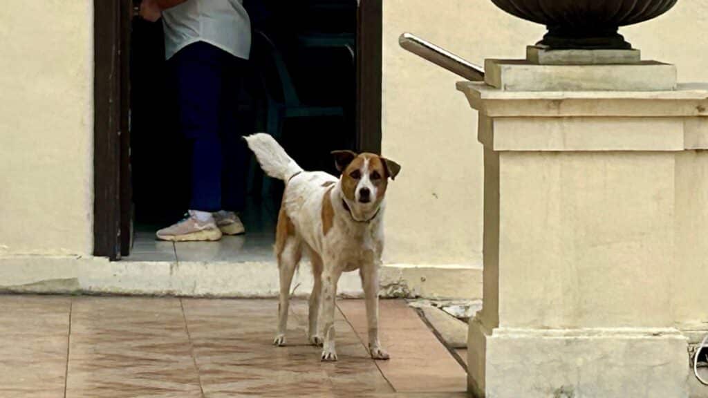 ‘Chikoy’: Cebu City’s beloved library dog