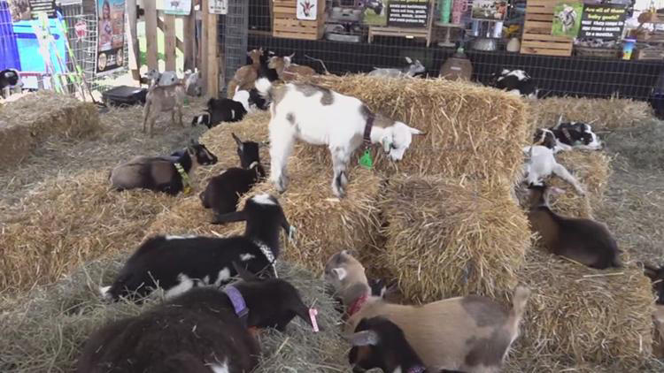 York State Fair visitors snuggle with baby goats