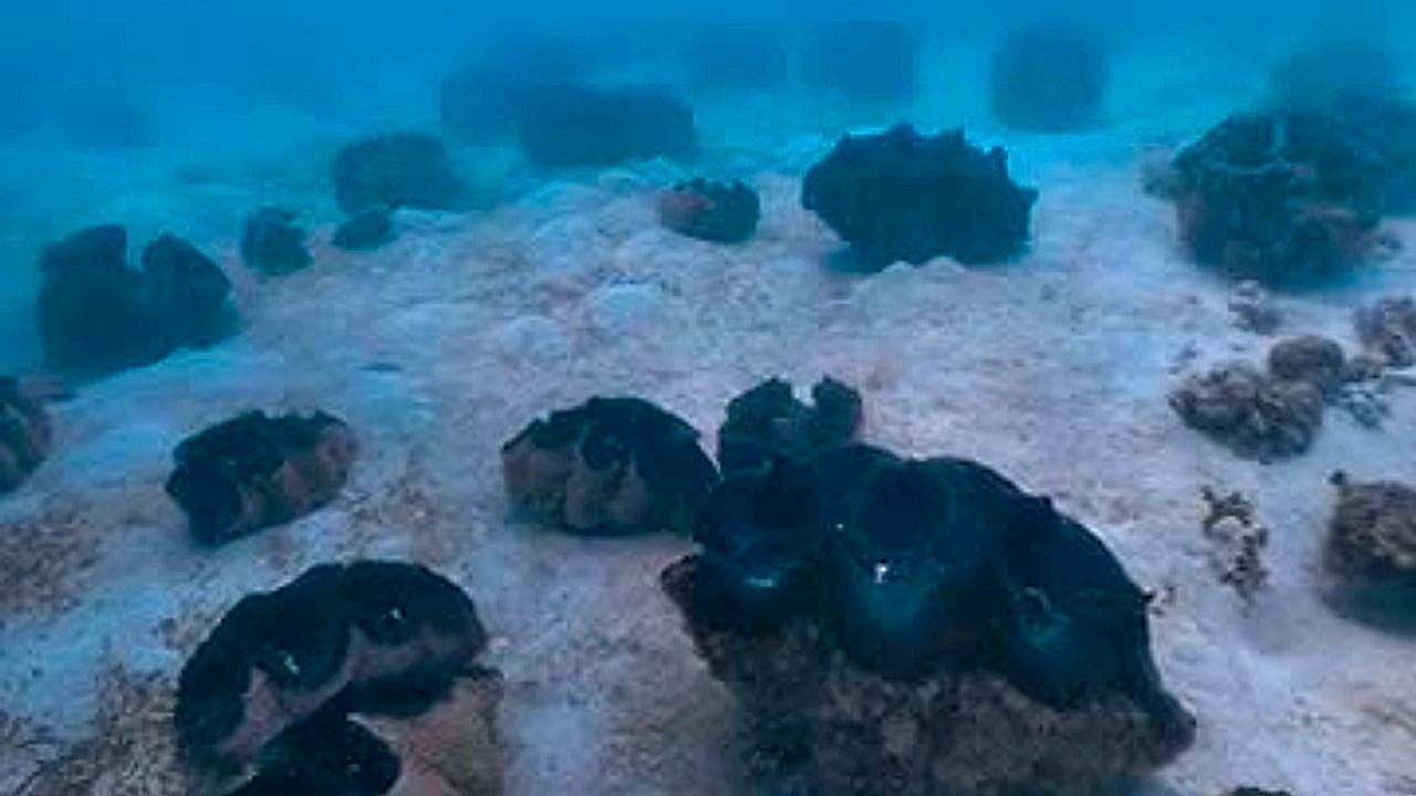 Diver explores stunning giant clam field in the Philippines