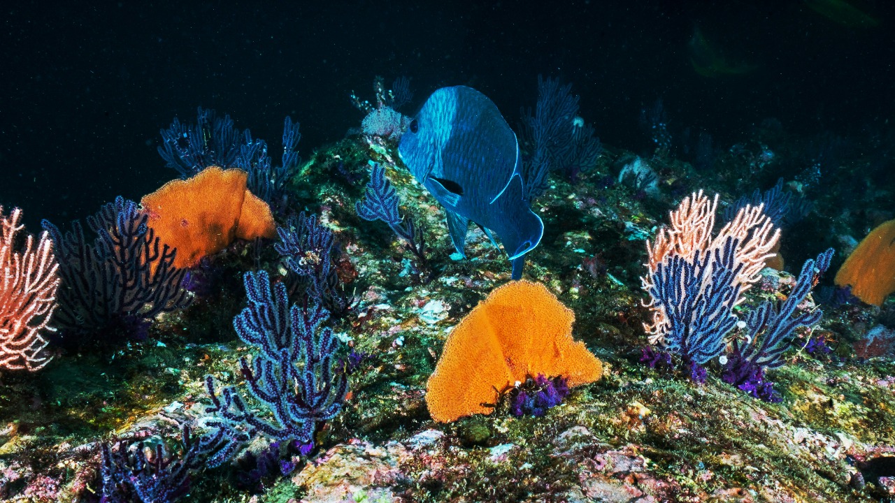 6 ocean species just discovered