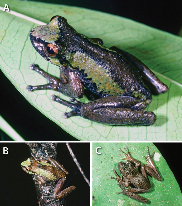 Creature discovered near waterfall on perilous island mountain is a new ...