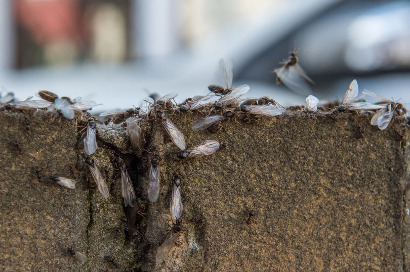 People told to shut windows as flying ants season starts this week