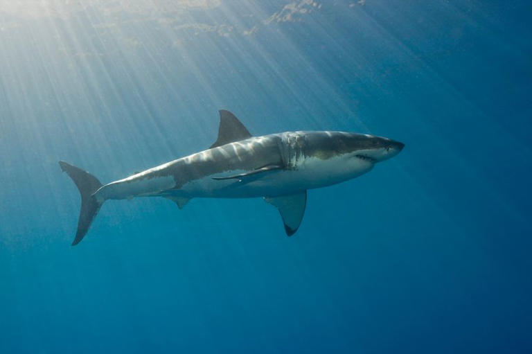 Map shows where sharks have been seen off Cape Cod this summer