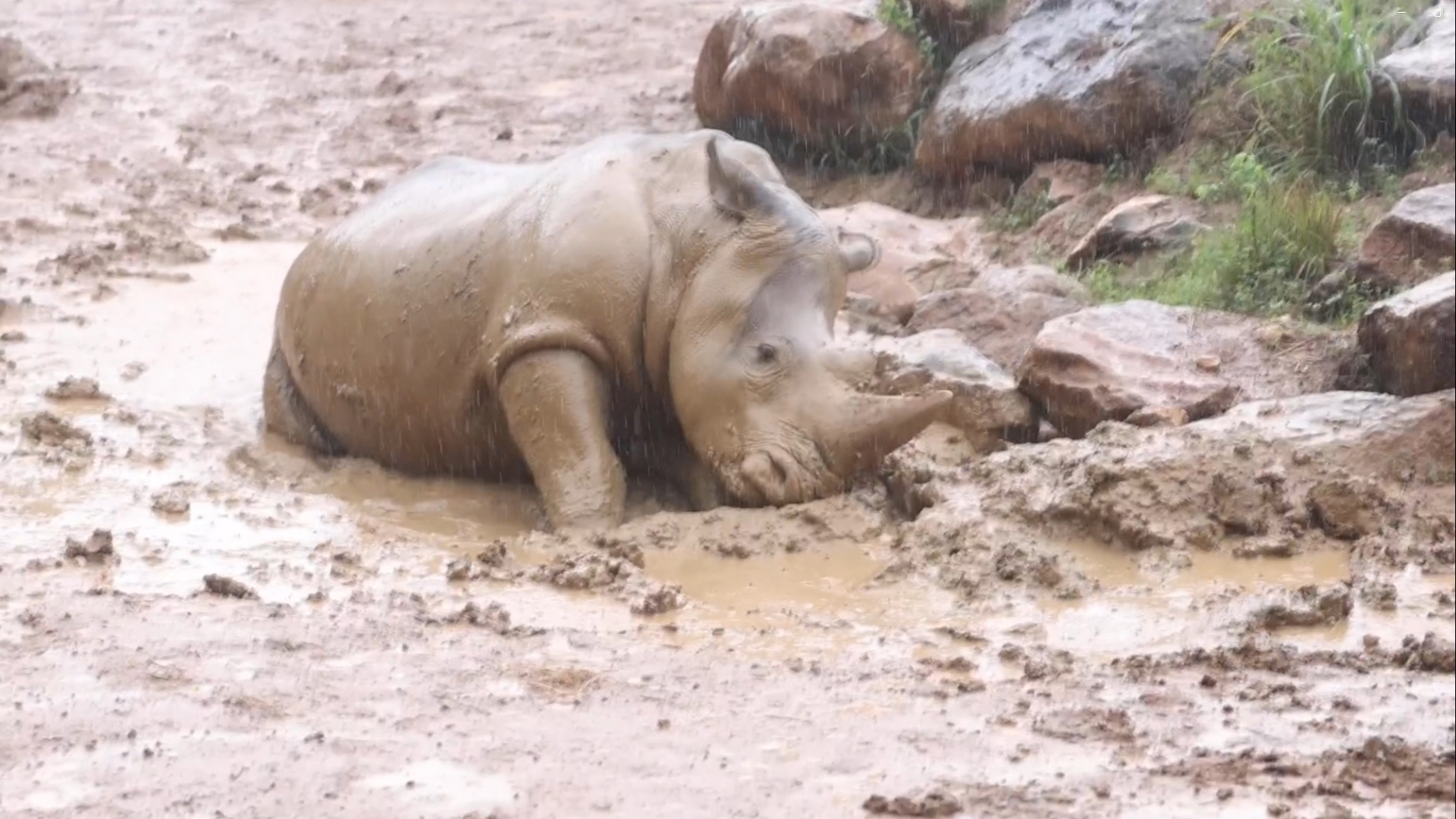 Gus and Liam Southern White Rhinos