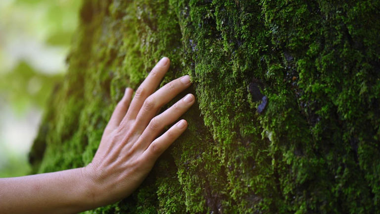 Beneficios, usos y cuidados del musgo en las plantas y el jardín