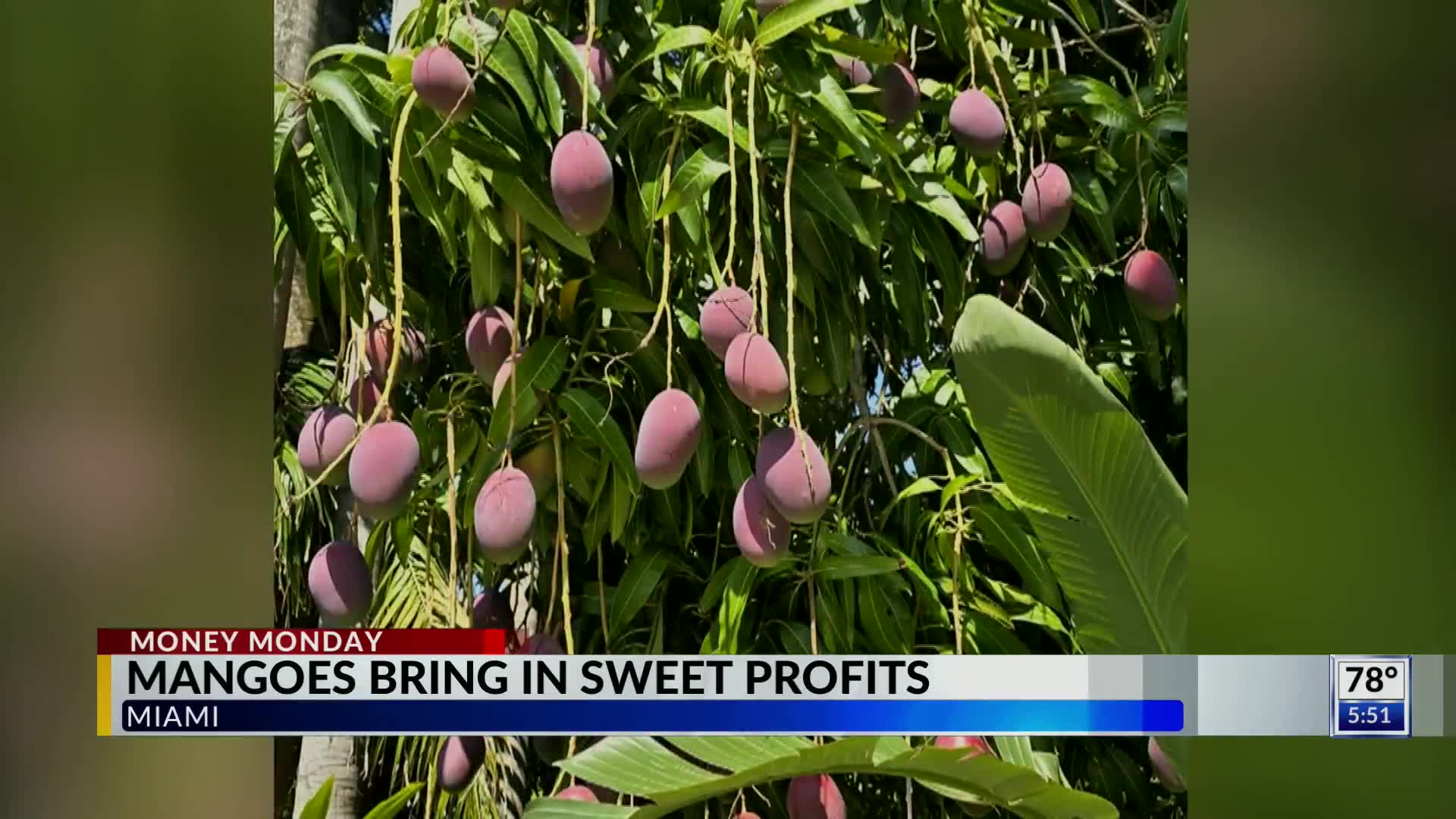 Money Monday: Mangoes bring in sweet profits
